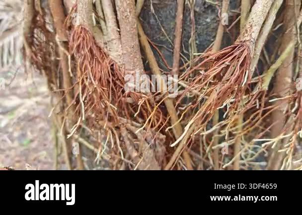 cluster of aerial ficus benghalensis roots growing from the broken ...