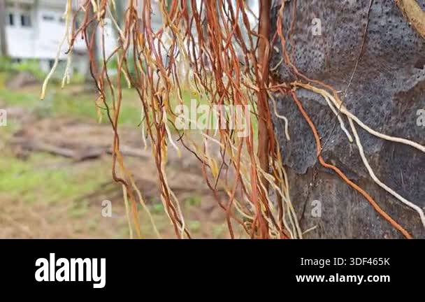 cluster of aerial ficus benghalensis roots growing from the broken ...