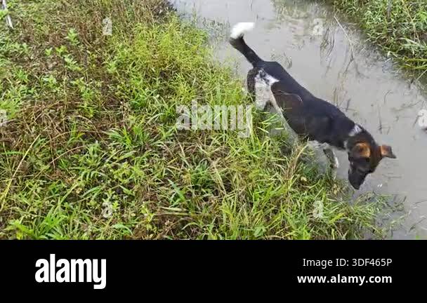 stray dog loitering around the man-made drainage system in the vicnity ...