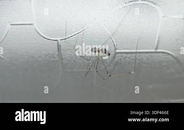 close shot of the Pholcus phalangioides wrapping housefly prey in silk ...
