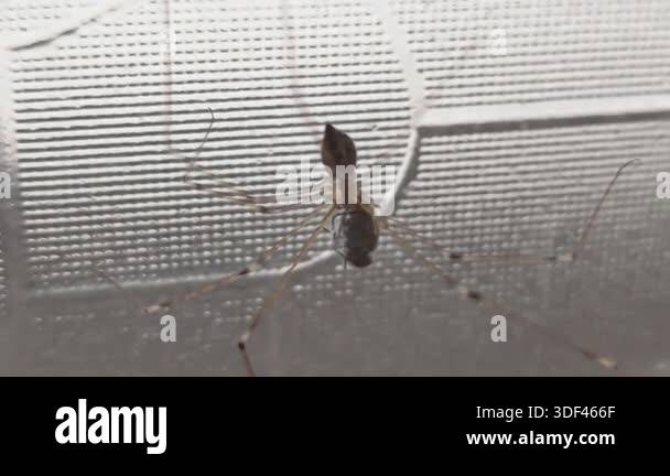 close shot of the Pholcus phalangioides wrapping housefly prey in silk ...