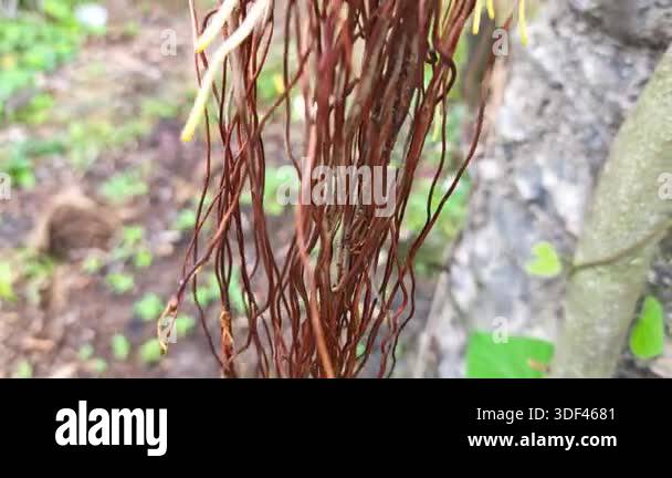 cluster of aerial ficus benghalensis roots growing from the broken ...