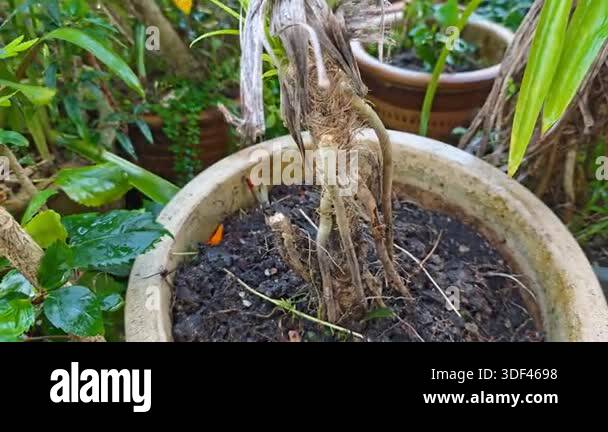 Pandanus amaryllifolius is a versatile tropical plant known for its ...