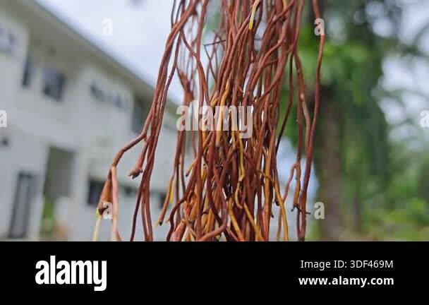 cluster of aerial ficus benghalensis roots growing from the broken ...