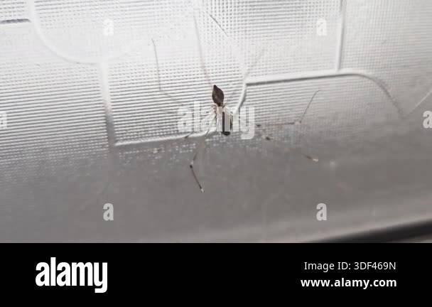 close shot of the Pholcus phalangioides wrapping housefly prey in silk ...