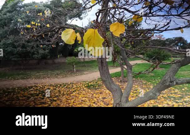 Detailed close-up of bright yellow heart-shaped leaves on a tree branch ...