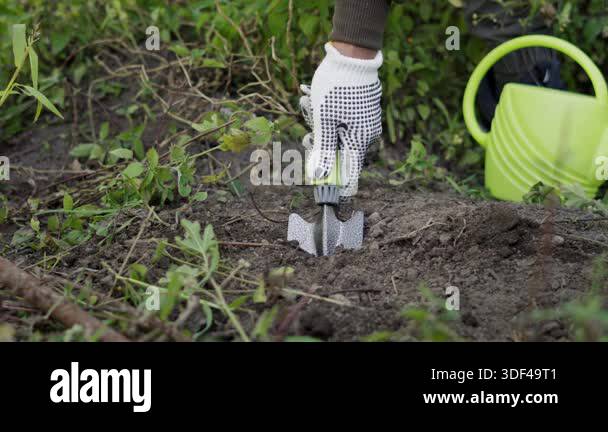 Close-up view of a person preparing soil with hand tools as part of ...