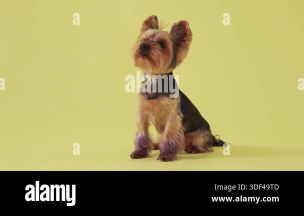 A yorkshire terrier poses still with paws planted firmly on a yellow ...