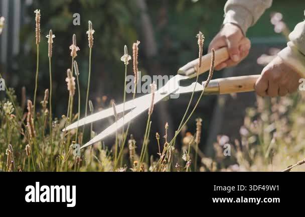 A person performing plant maintenance by pruning vegetation with hand ...