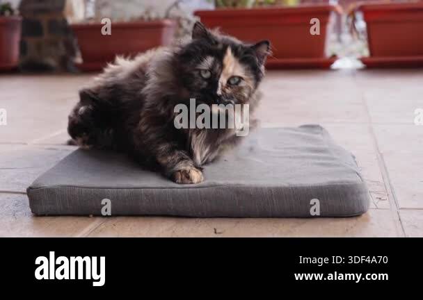 Domestic long-haired tortoiseshell cat stretching and getting up from ...
