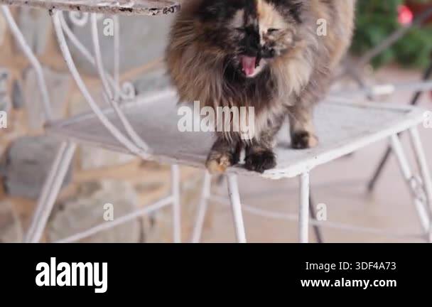 Beautiful long-haired tortoiseshell cat yawning and stretching on a ...