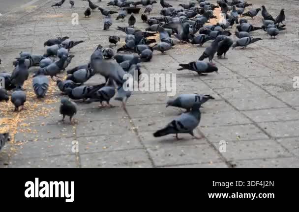 Pigeons walk around on the floor, Gray pigeon on the concrete floor ...