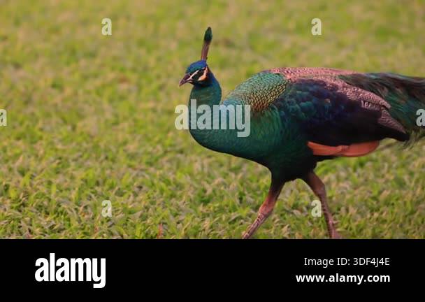 Elegant wild peacock captured full body in natural outdoor setting ...