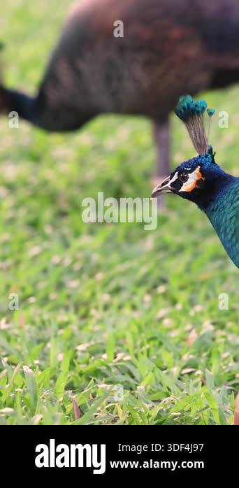 Two peacocks walking on green lawn as beautiful exotic animals in ...