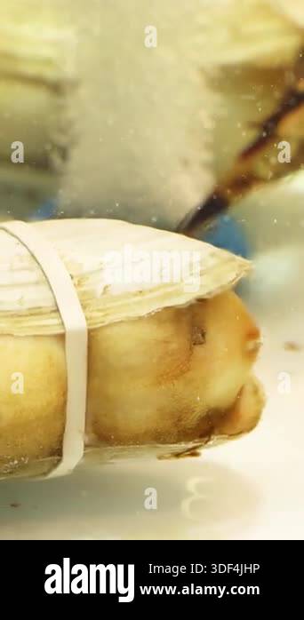 Geoduck Panopea generosa clam in restaurant aquarium ready for chef ...