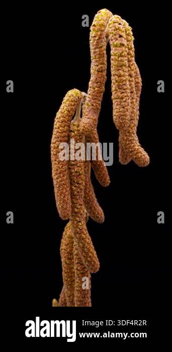 Time Lapse of flowering yellow hazelnut catkins on black background ...