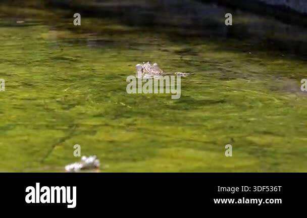 Common frog, Rana temporaria, single reptile croaking in water, also ...