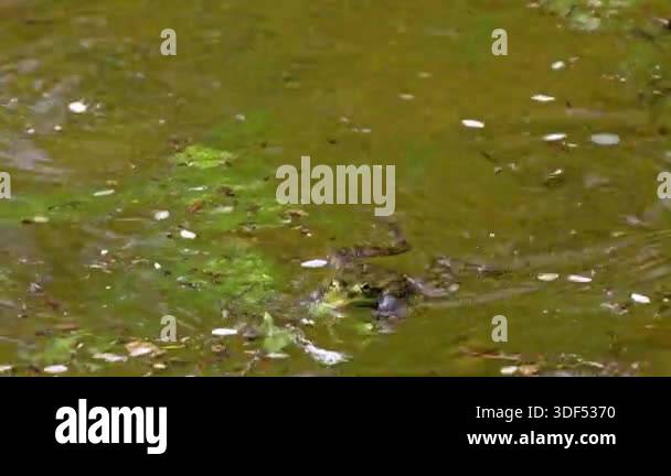 Common frog, Rana temporaria, single reptile croaking in water, also ...