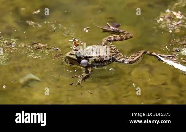 Common frog, Rana temporaria, single reptile croaking in water, also ...
