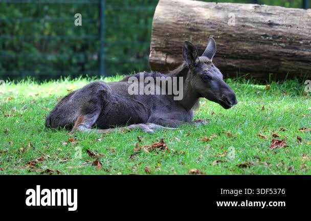 Baby of moose or elk, Alces alces is the largest extant species in the ...