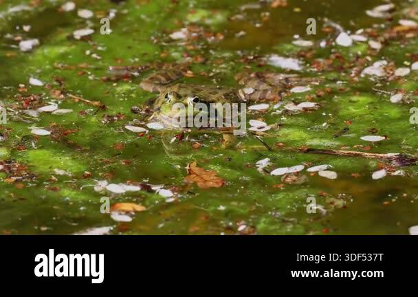 Common frog, Rana temporaria, single reptile croaking in water, also ...