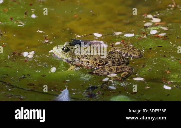 Common frog, Rana temporaria, single reptile croaking in water, also ...