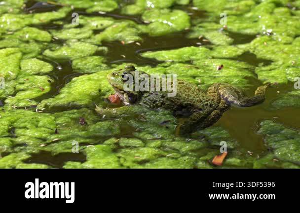 Common frog, Rana temporaria, single reptile croaking in water, also ...