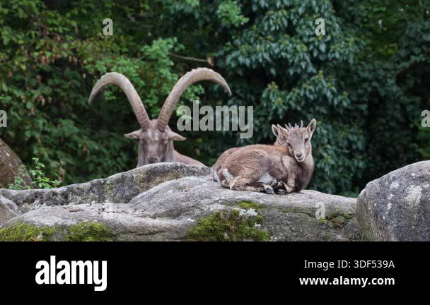 Young baby mountain ibex on a rock - capra ibex in a german park Stock ...