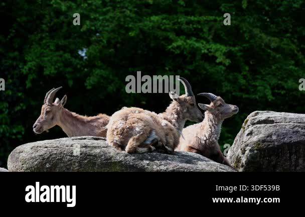 Young baby mountain ibex on a rock - capra ibex in a german park Stock ...