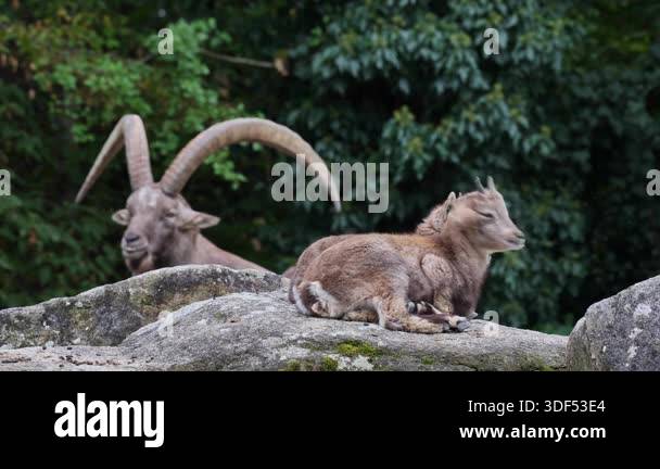 Young baby mountain ibex on a rock - capra ibex in a german park Stock ...