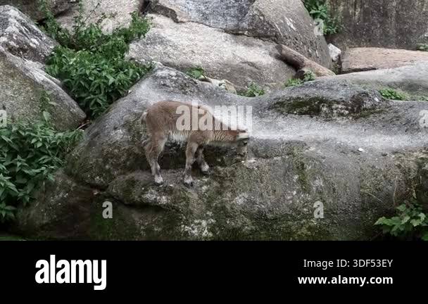 Young baby mountain ibex on a rock - capra ibex in a german park Stock ...
