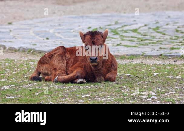 Baby Aurochs, Heck cattle, Bos primigenius taurus, claimed to resemble ...