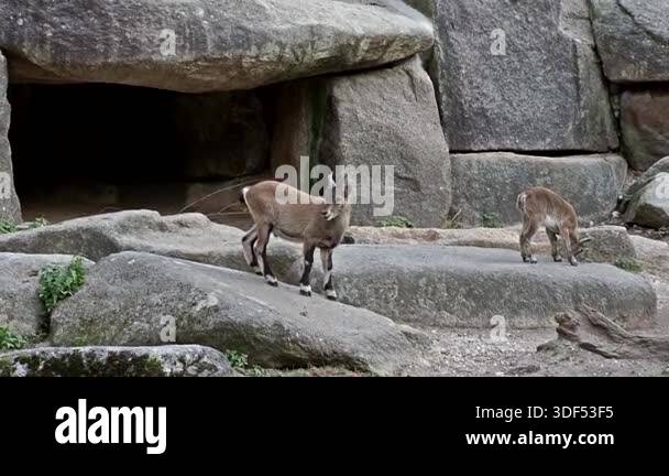 Young baby mountain ibex on a rock - capra ibex in a german park Stock ...