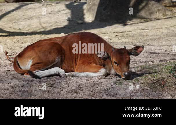 Young baby Banteng, Bos javanicus or Red Bull. It is a type of wild ...