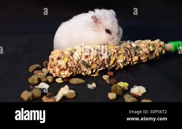 a white hamster nibbling enthusiastically on a seed stick treat ...
