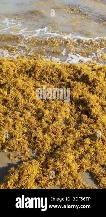 Sargassum seaweed washing ashore on the Guayaguayare Beach, on the east ...