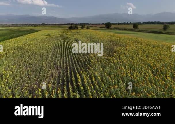 A large field of sunflowers in Kazakhstan Stock Video Footage - Alamy