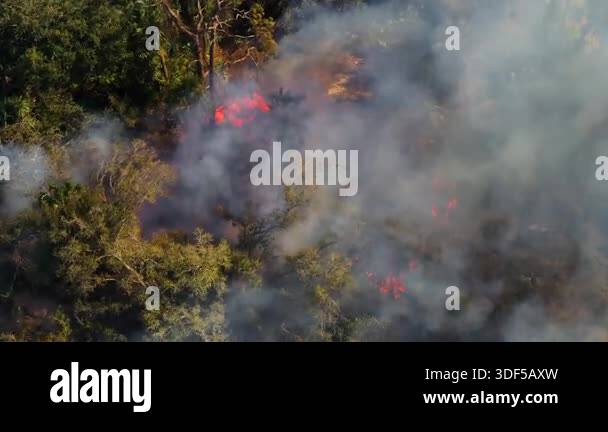 Florida forest fire burns through vegetation in dry weather, with ...