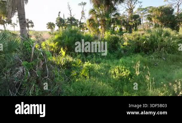 Beautiful tropical nature. Jungle rainforest with green palm trees and ...