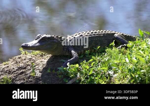 Florida wetland scene with juvenile American alligator near shallow ...