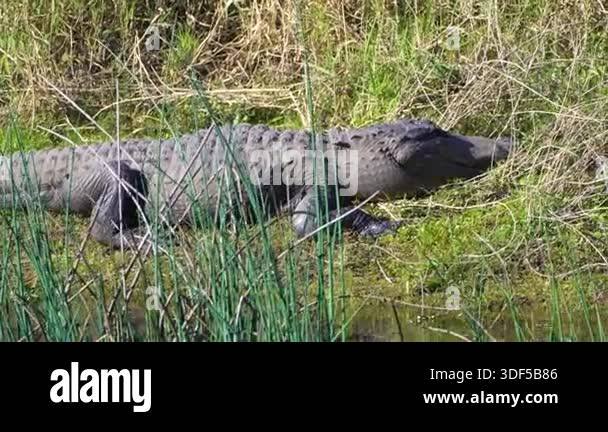 Wild American alligator lying on muddy riverbank surrounded by grass ...