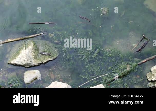 Aerial View of Green Algal Bloom River Water Pollution Toxins Problem ...