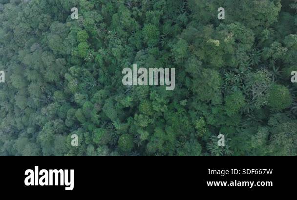 Aerial view of beautiful high altitude forest mountain landscape Stock ...