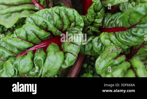 Swiss chard growing in vegetable garden, close up Stock Video Footage ...
