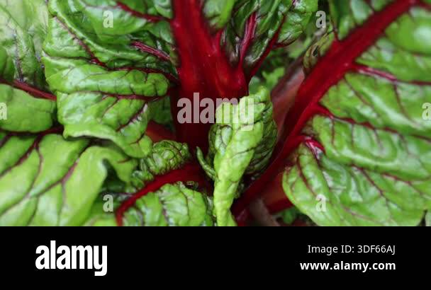 Swiss chard growing in vegetable garden, close up Stock Video Footage ...
