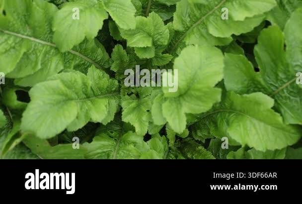 Green radish crops in growth at vegetable garden Stock Video Footage ...