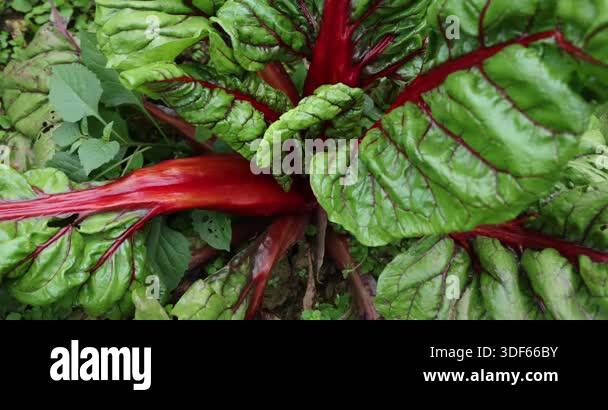 Swiss chard growing in vegetable garden, close up Stock Video Footage ...