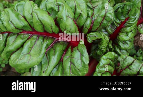 Swiss chard growing in vegetable garden, close up Stock Video Footage ...