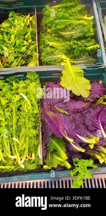 Fresh green vegetables on supermarket display being misted by automatic ...
