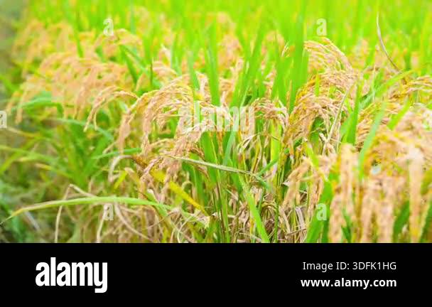 Rice. A large area of rice seedlings growing in the fields of Korea ...